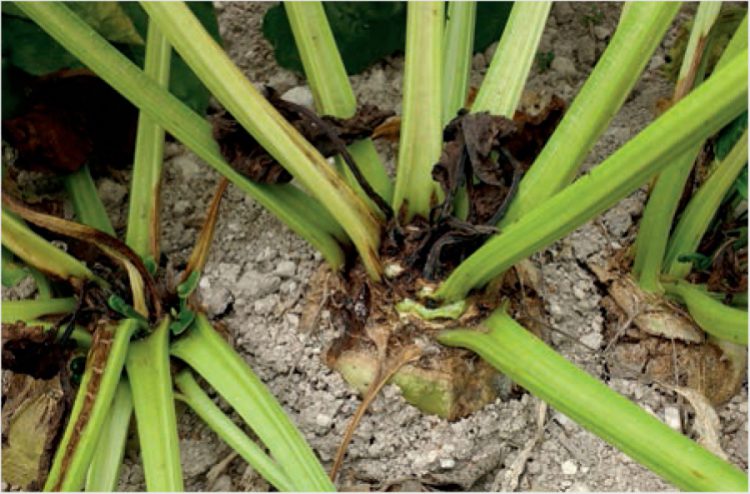 Le bore, un oligo-élément à ne pas négliger - Le Betteravier français