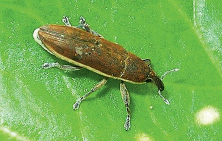 Les populations de Lixus juncii en augmentation - Le Betteravier français