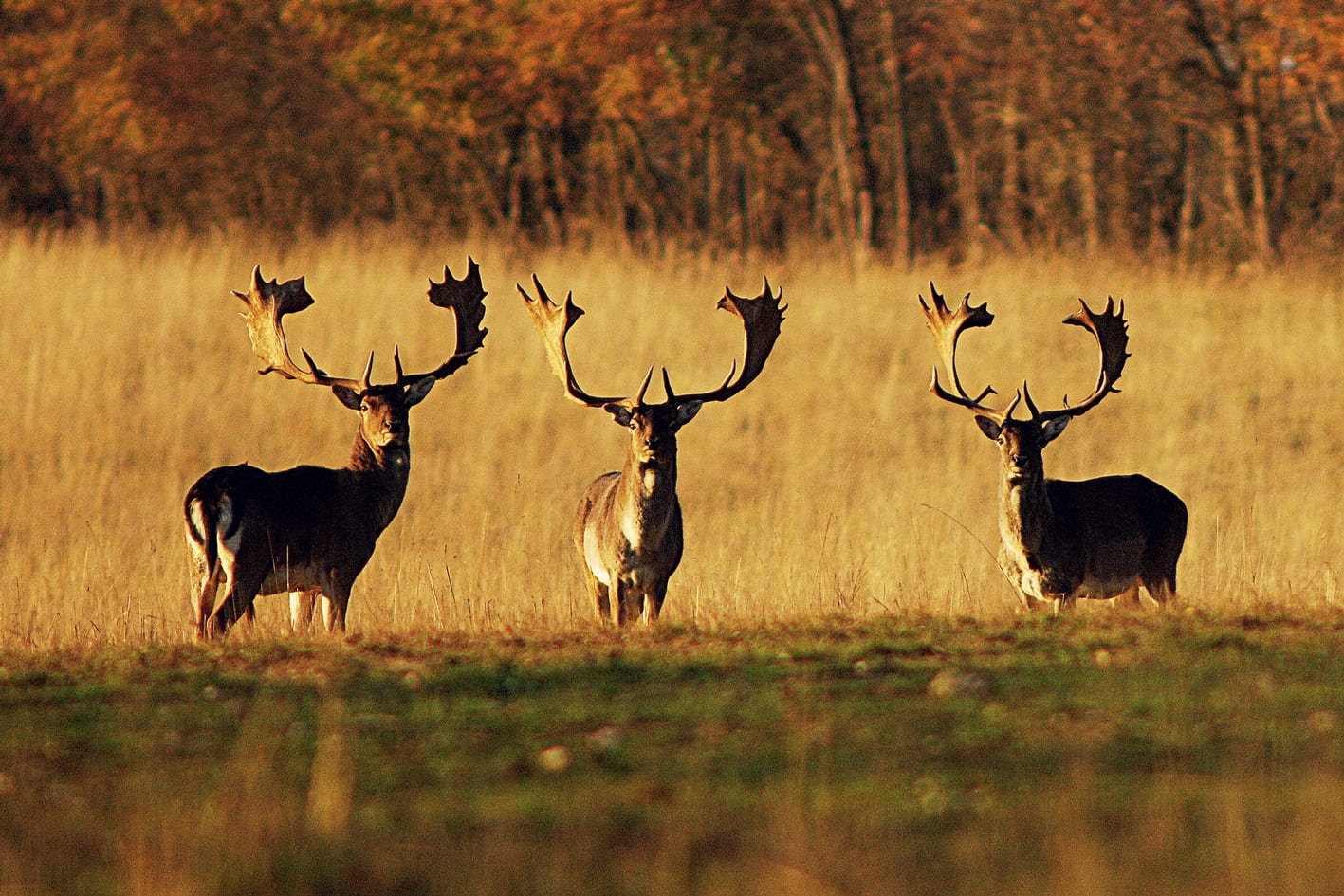 De plus en plus de daims - Le Betteravier français