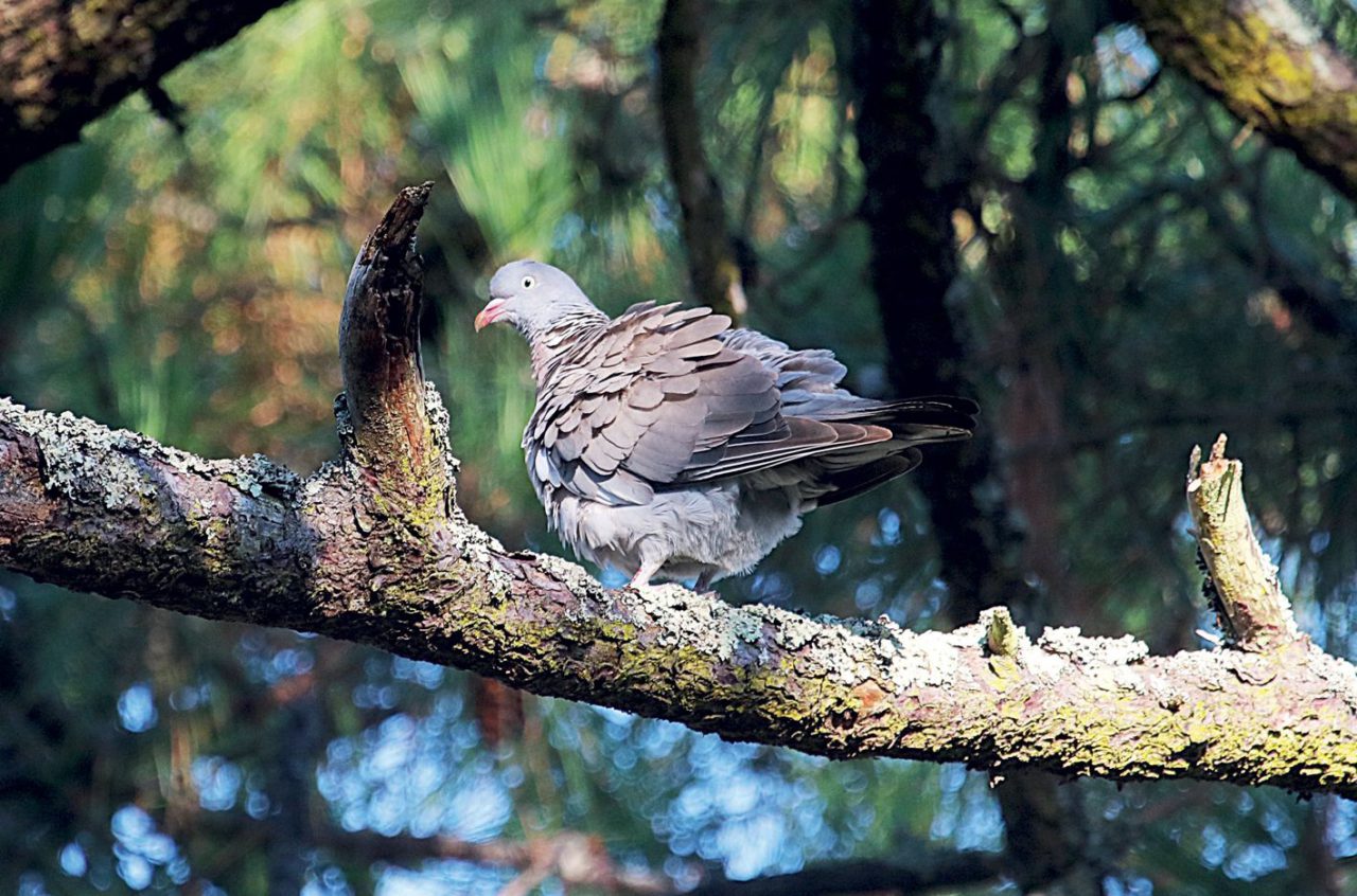 Encore plus de pigeons ramier ! - Le Betteravier français