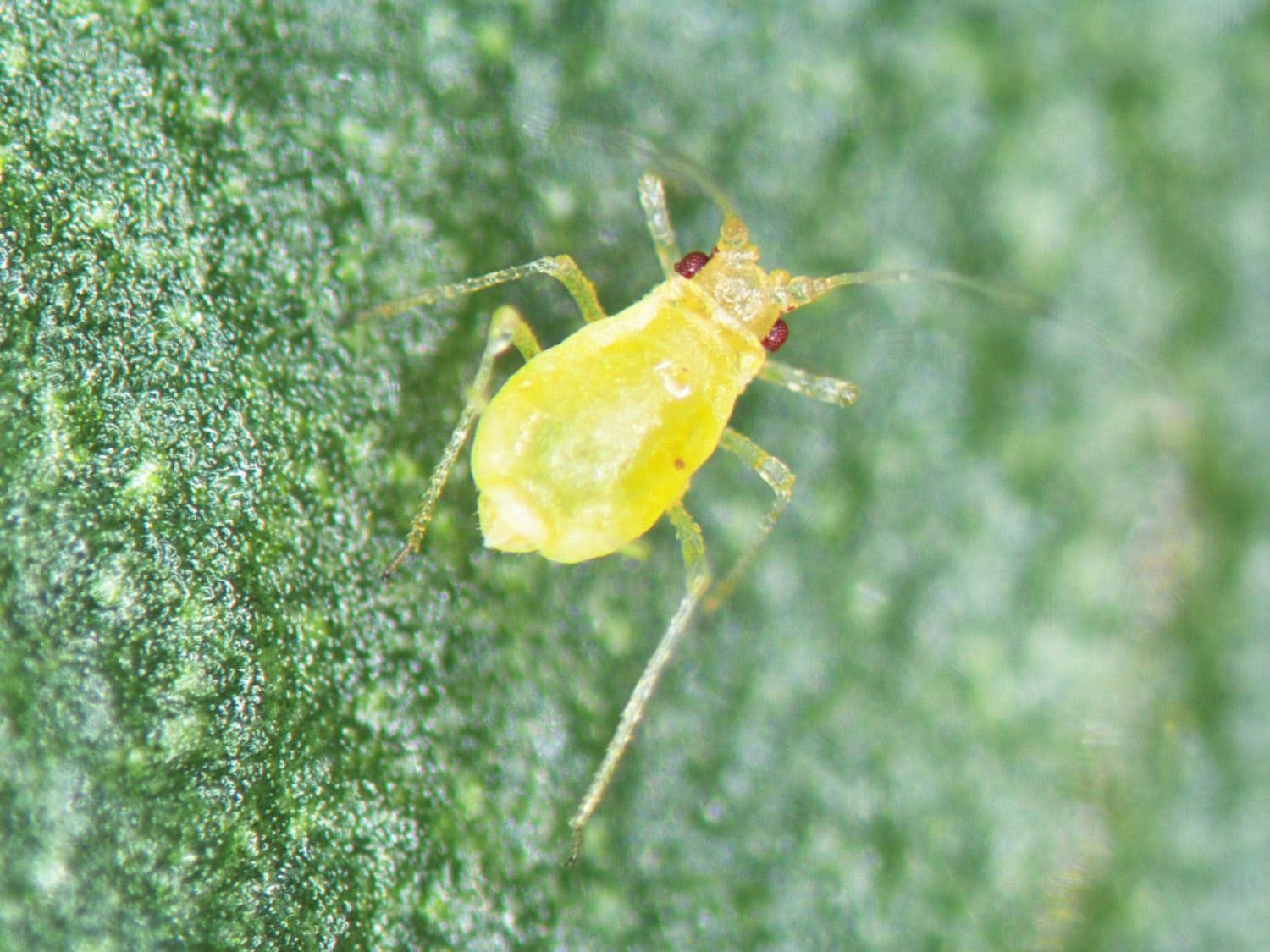 Le puceron vert défie les betteraviers - Le Betteravier français