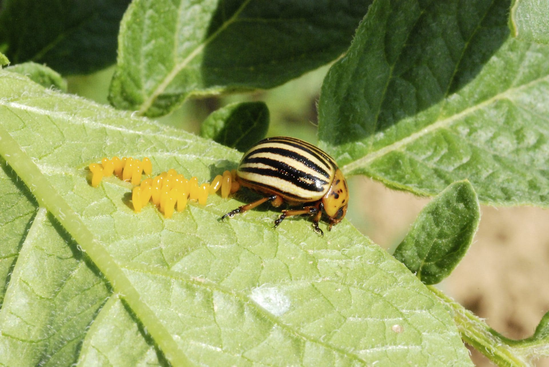 Comment anticiper les attaques de ravageurs - Le Betteravier français