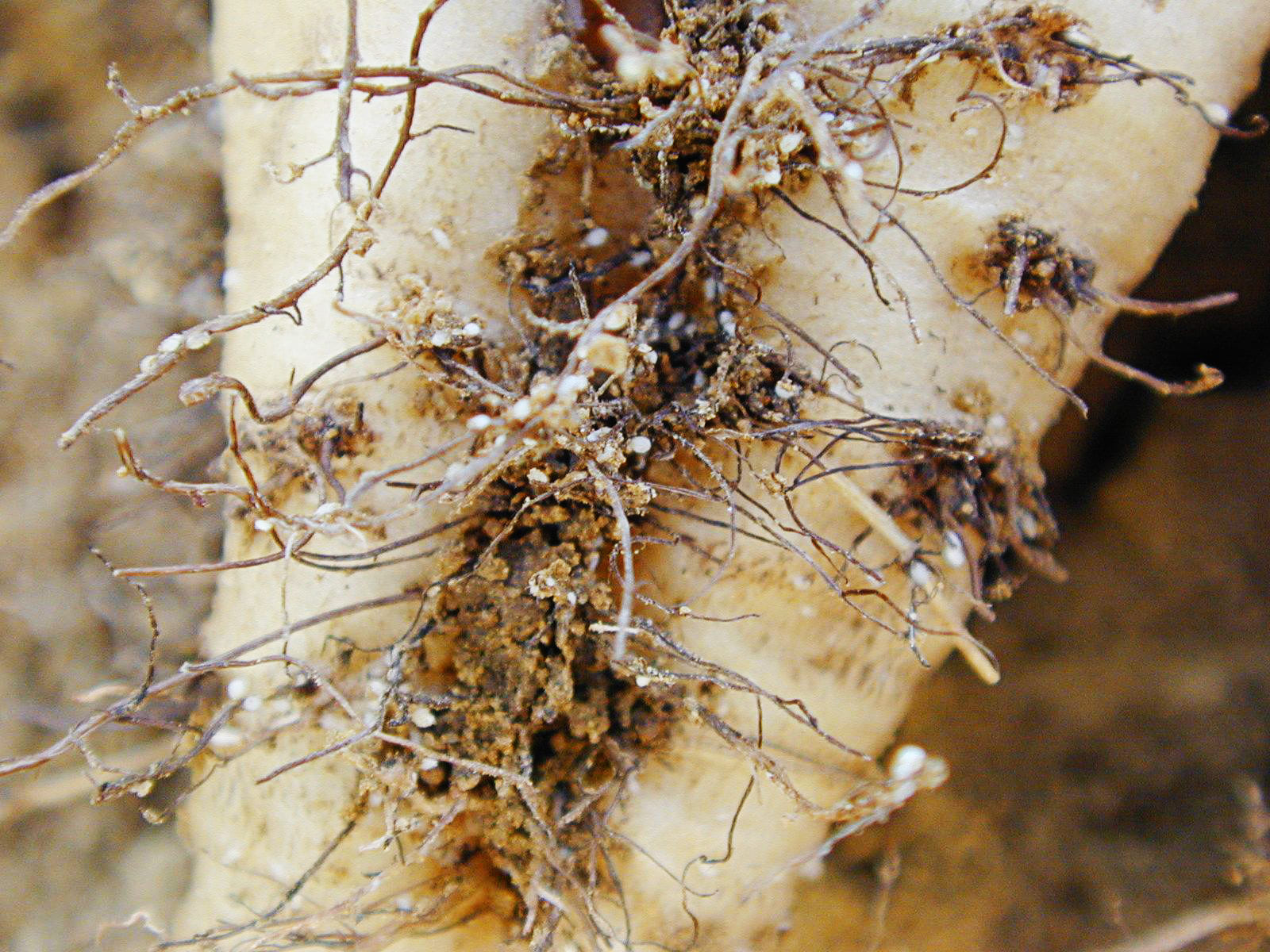 Nématodes du sol, amis ou ennemis