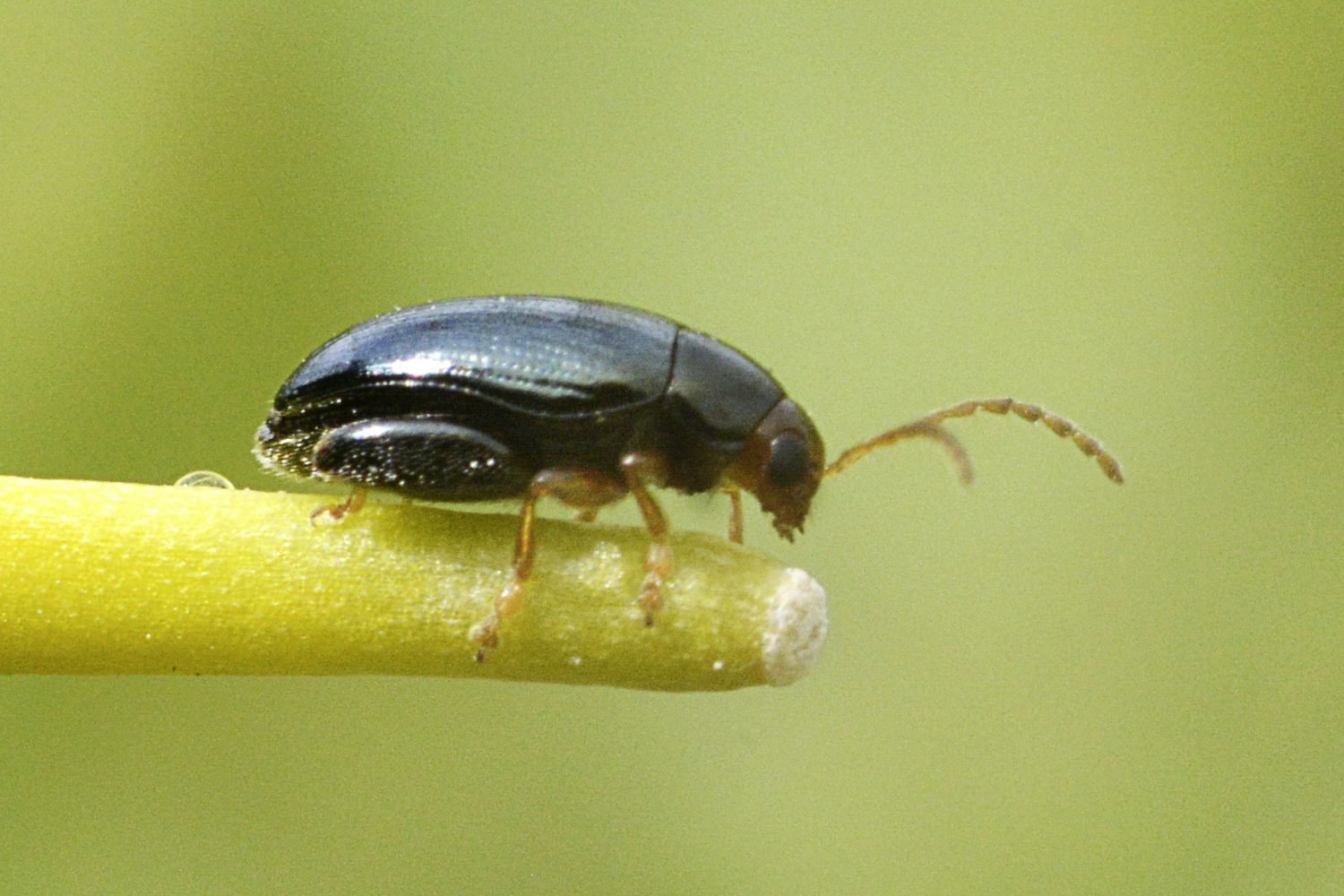Les charançons et altises dans le collimateur - Le Betteravier français