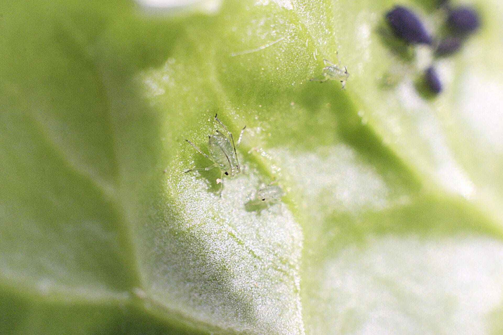 Une année exceptionnelle pour les pucerons verts - Le Betteravier français