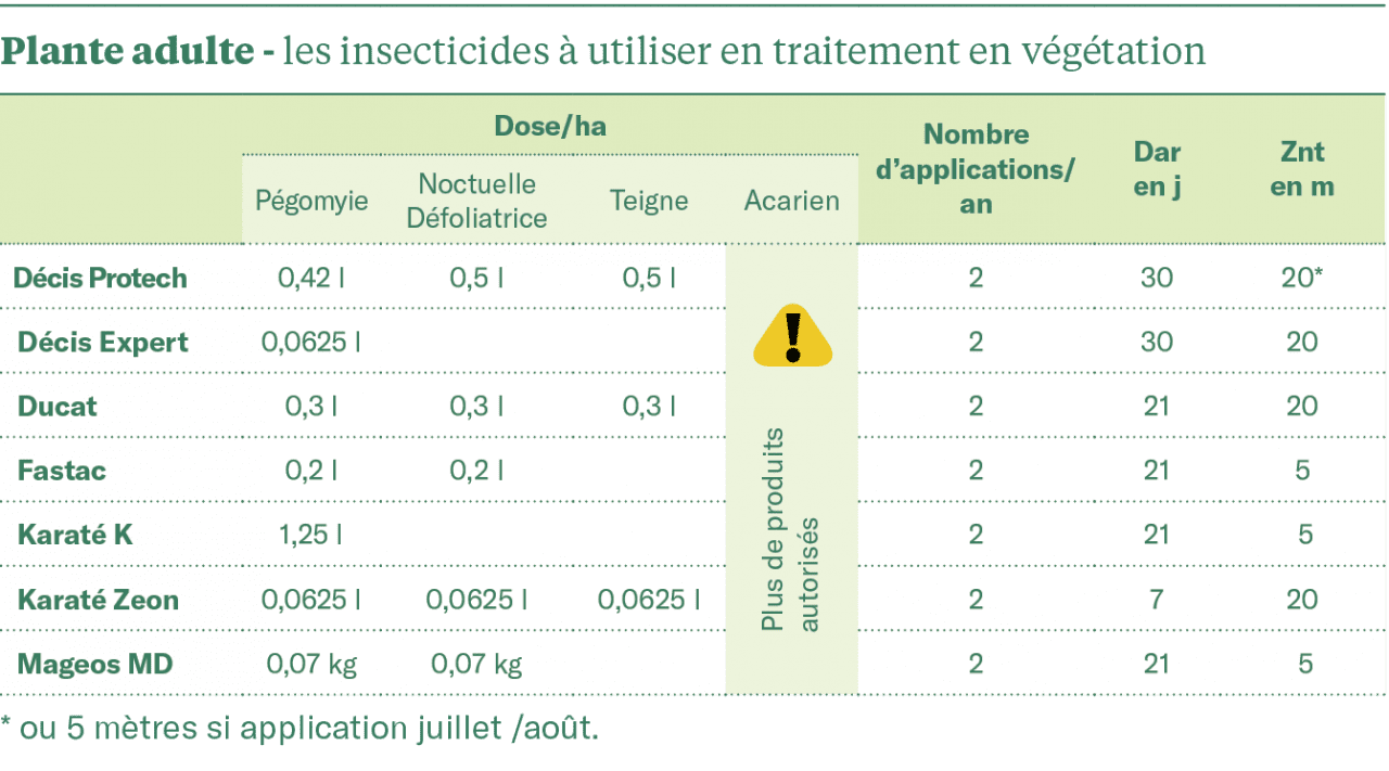 Le charançon Lixus juncii - Le Betteravier français