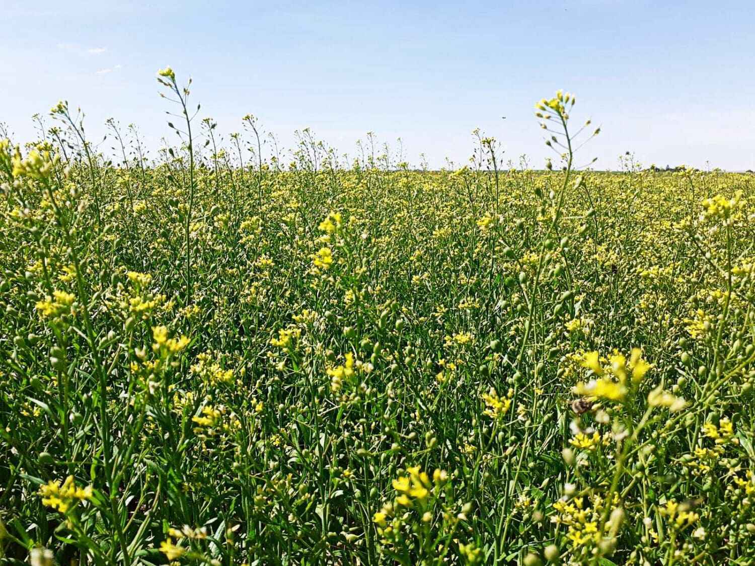 La cameline, une source potentielle de biocarburant - Le Betteravier ...