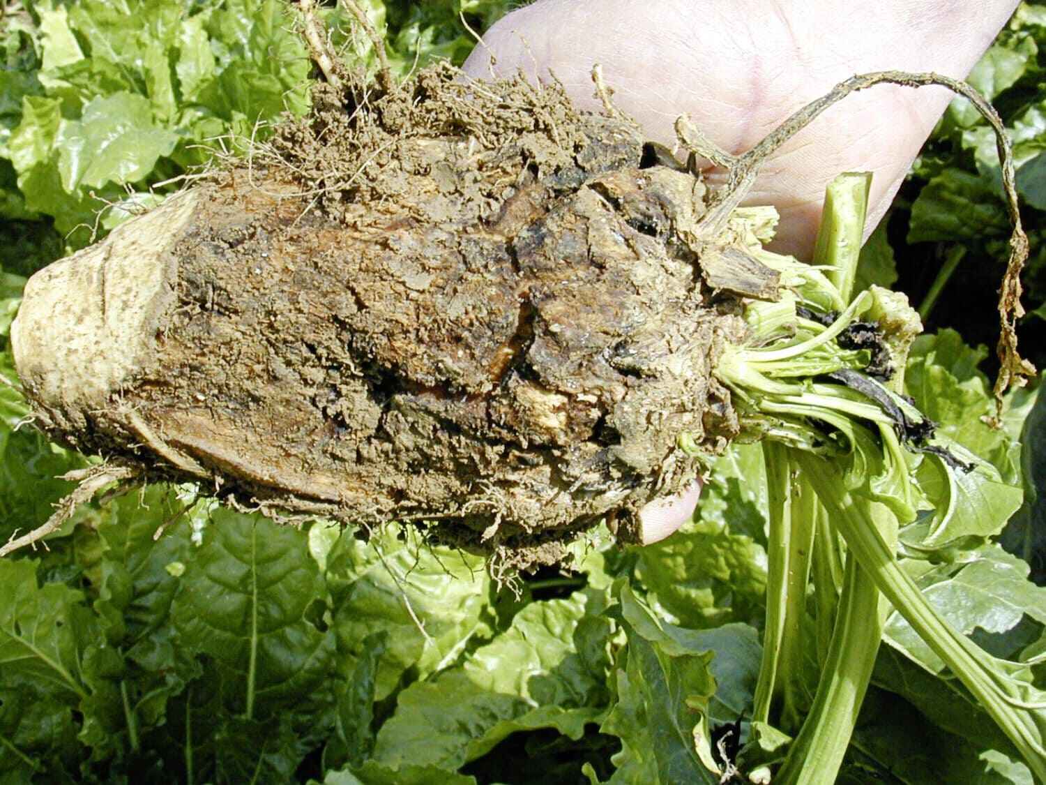 Les préconisations de l’ITB pour le bore - Le Betteravier français