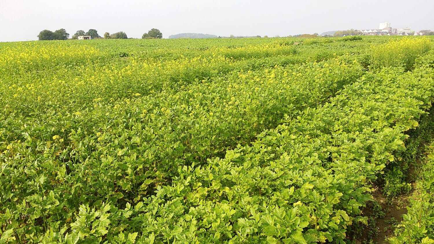 Choisir son couvert pour optimiser l’interculture - Le Betteravier français