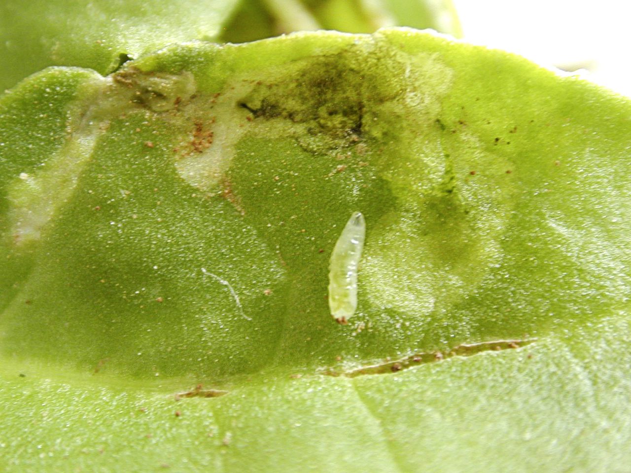 Le charançon Lixus juncii - Le Betteravier français