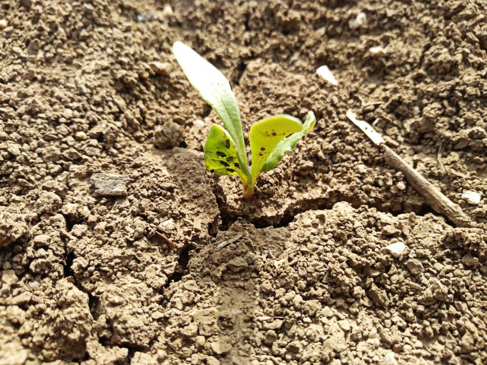 Lutte contre les pucerons verts - Le Betteravier français