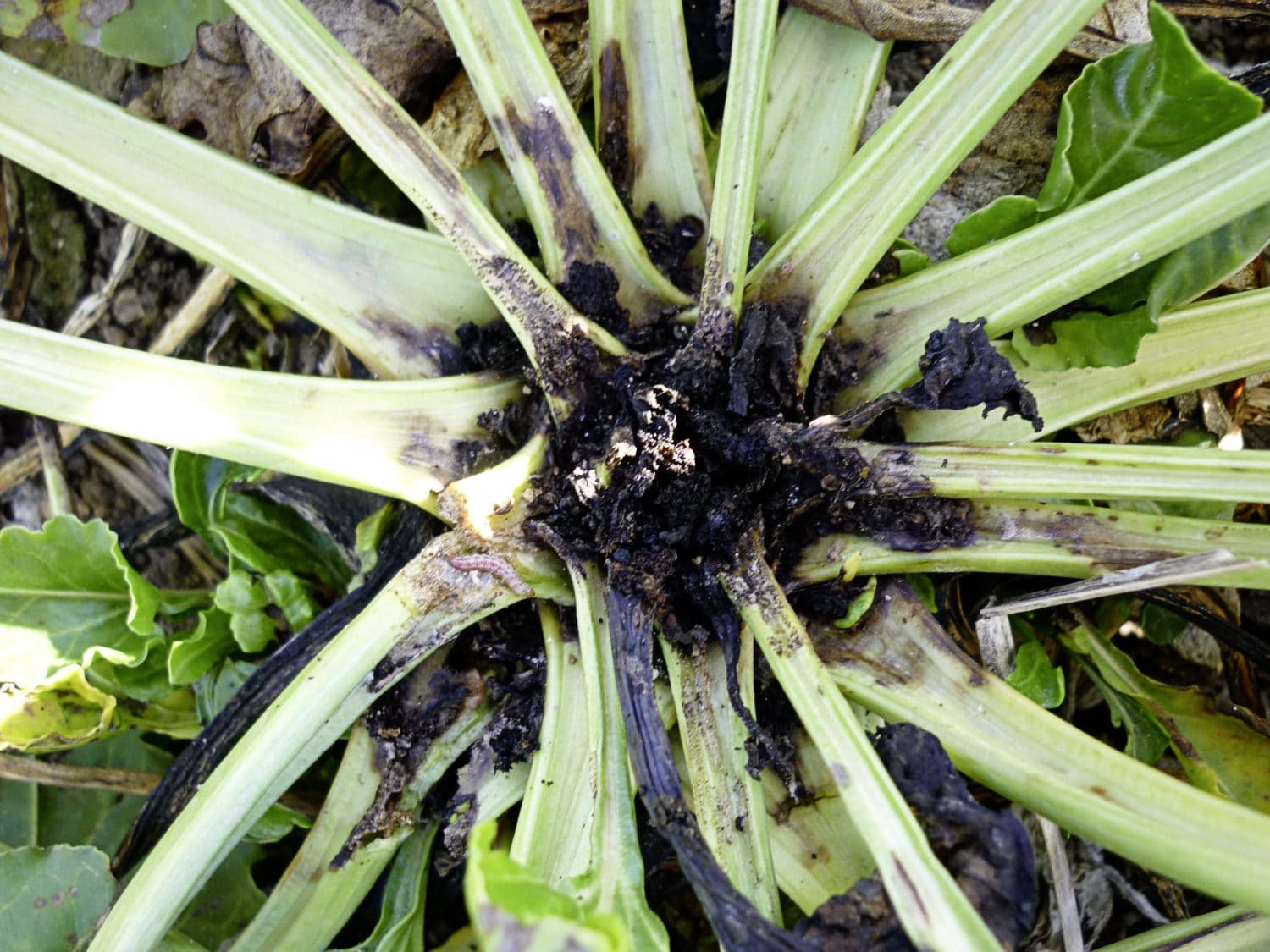 Reconnaître la teigne et les facteurs favorisant son développement - Le ...