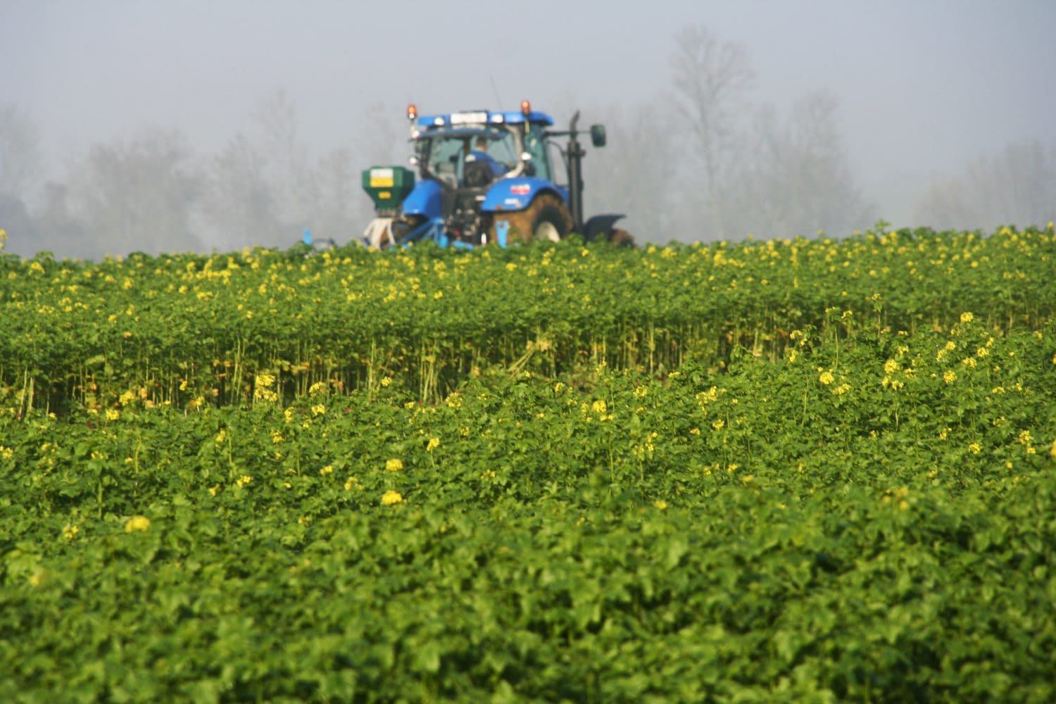 Optimiser le choix selon l’azote disponible - Le Betteravier français