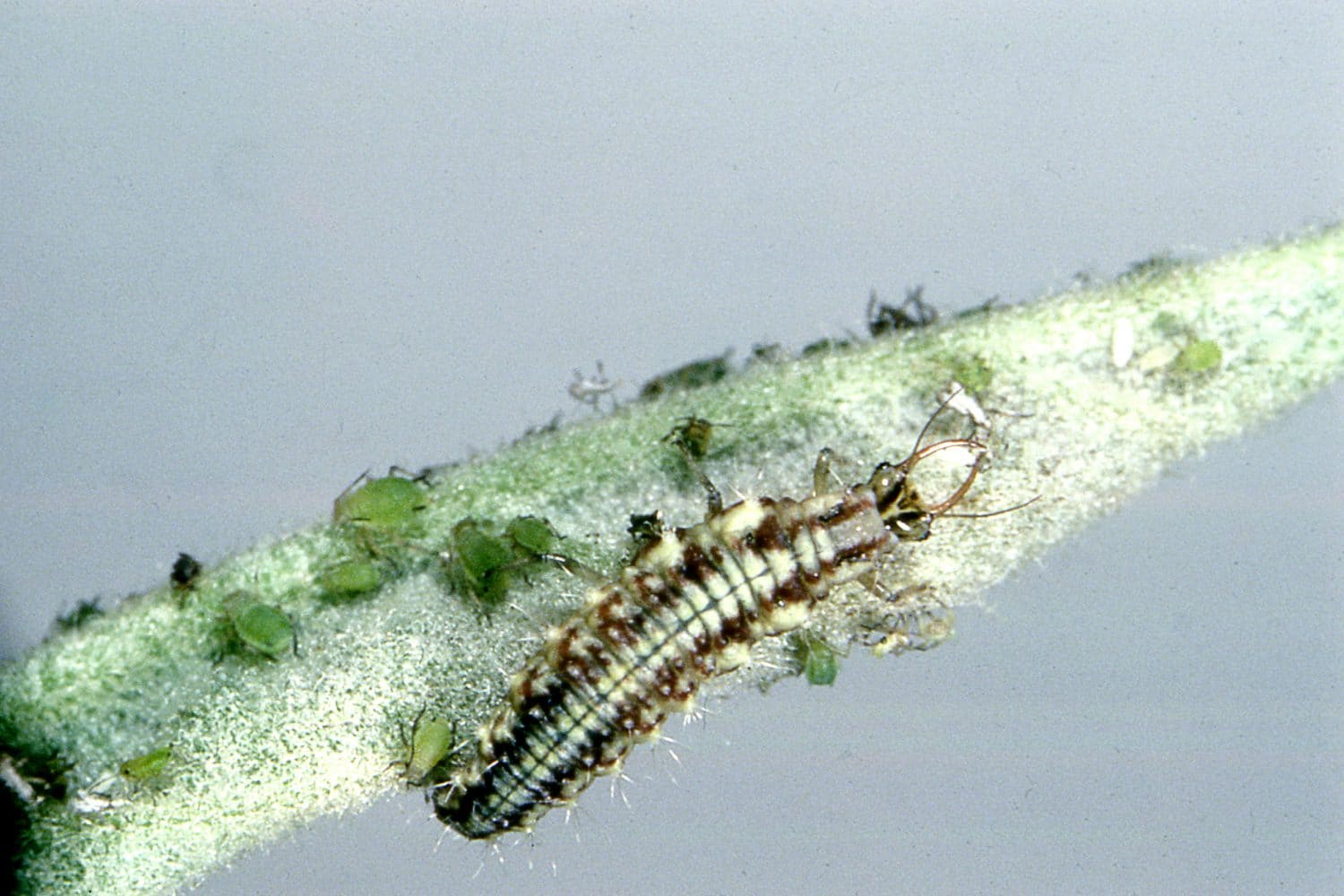 Des chrysopes pour combattre les pucerons - Le Betteravier français