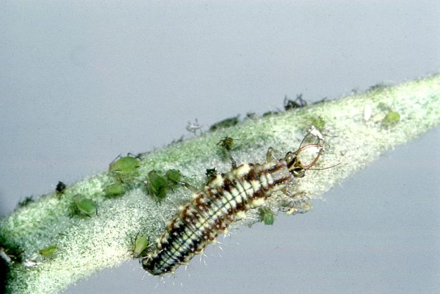 Des chrysopes pour combattre les pucerons - Le Betteravier français