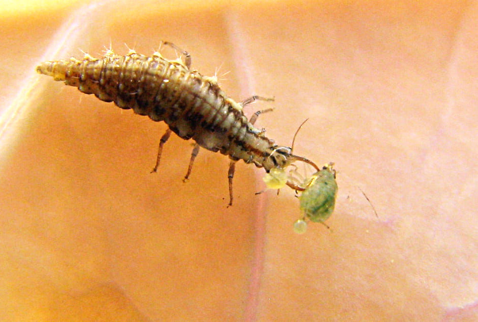 Des chrysopes pour combattre les pucerons