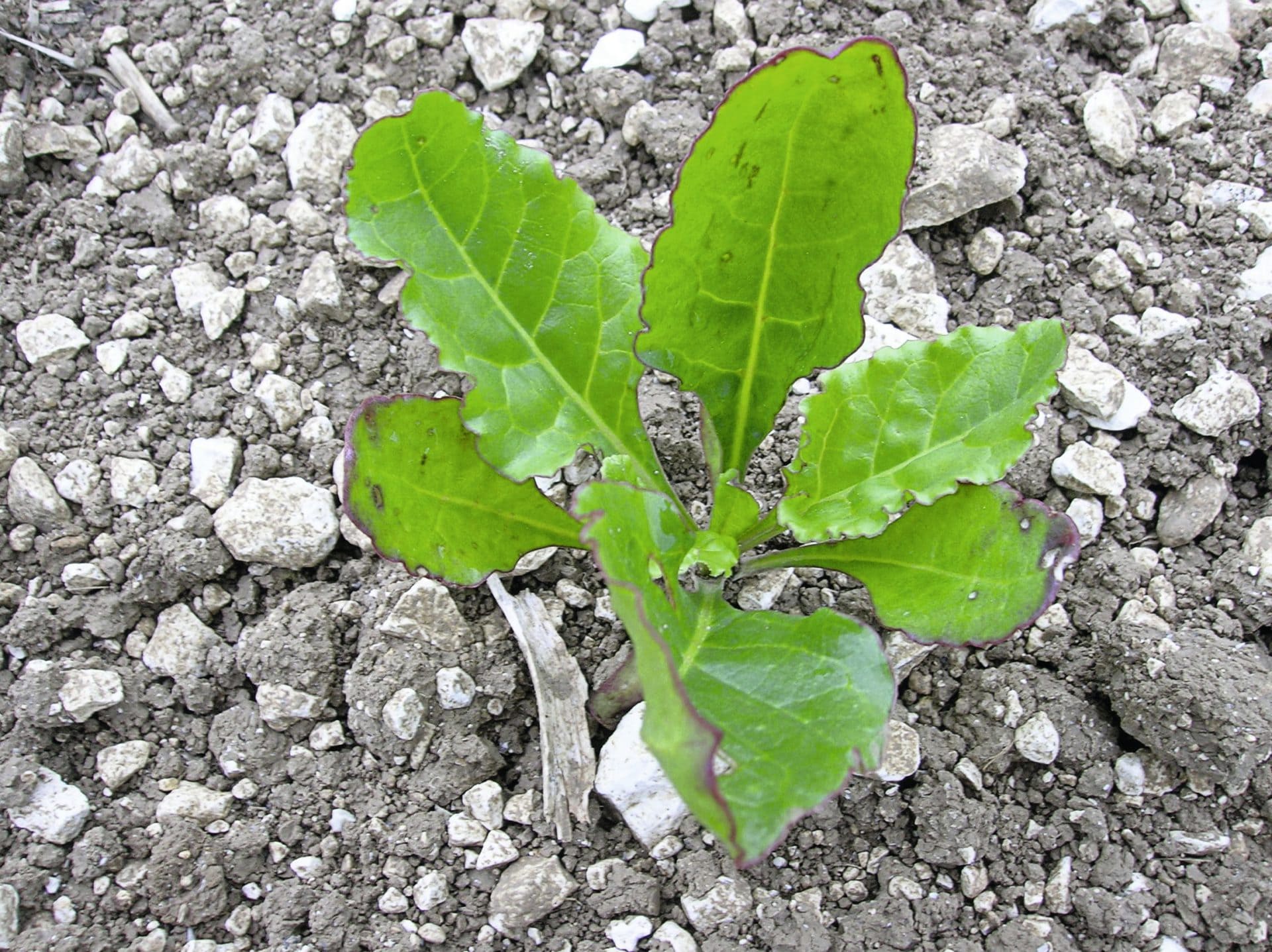 La betterave, une culture exigeante en phosphore et potassium - Le ...