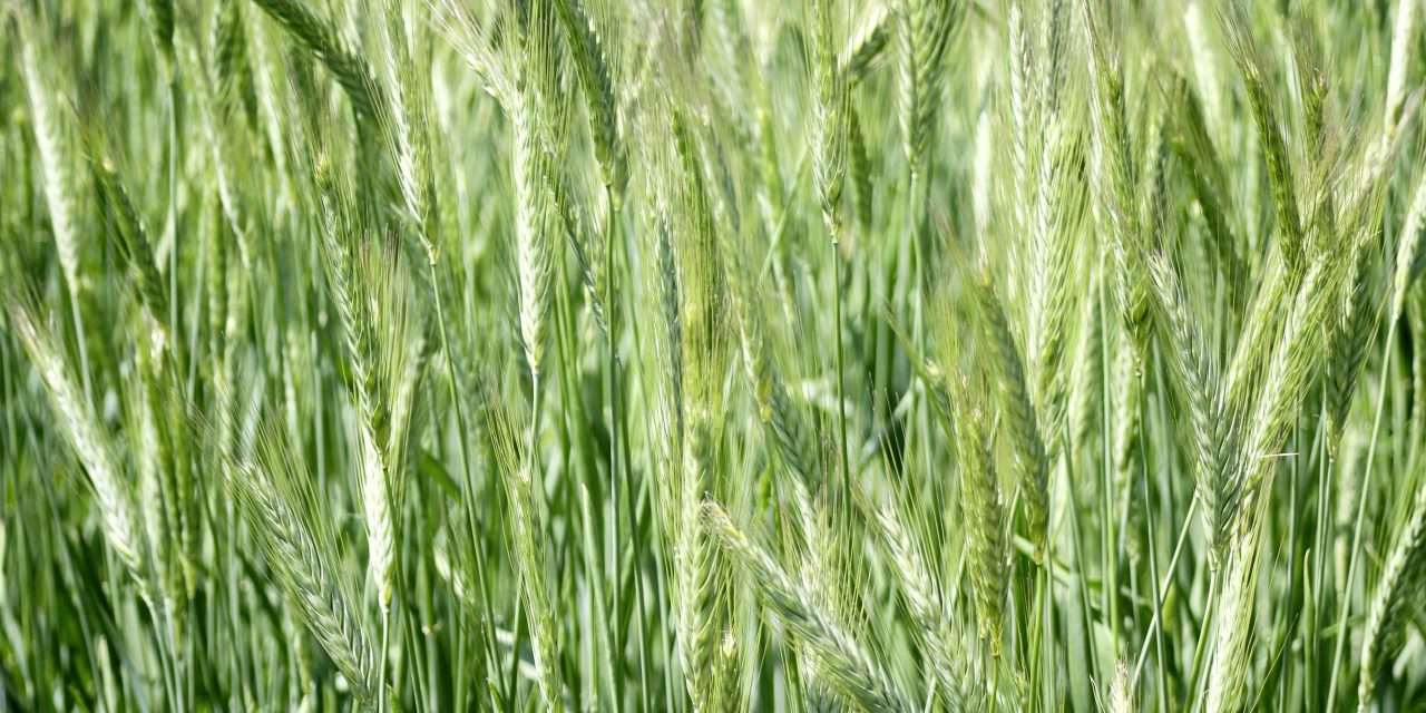 Le triticale marque des points - Le Betteravier français