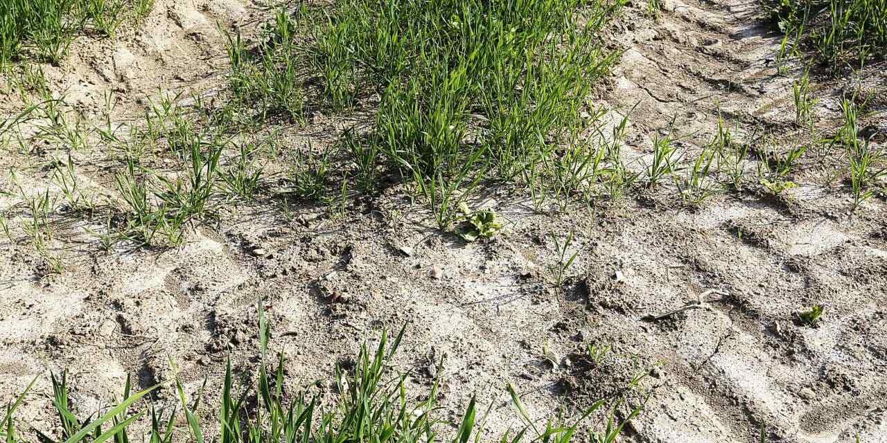 Gérer les graminées en système de conservation du sol - Le Betteravier ...