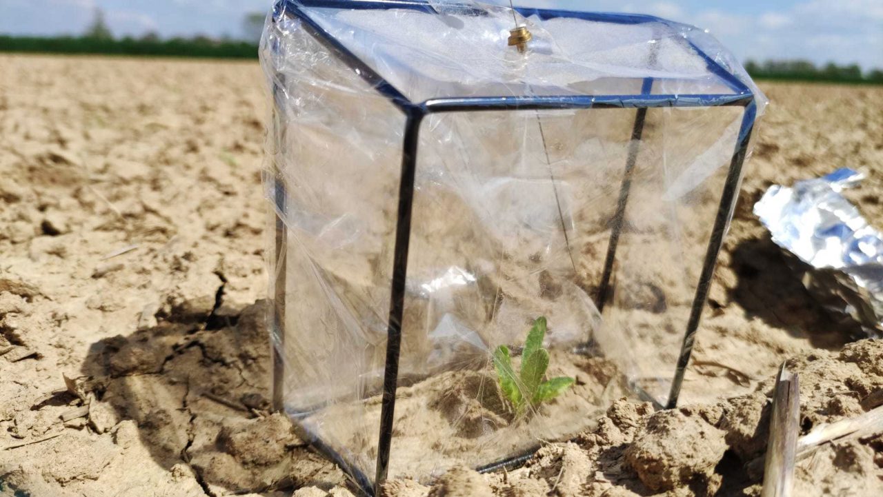 Les parfums d’AgriOdor protègent la betterave de la jaunisse - Le ...