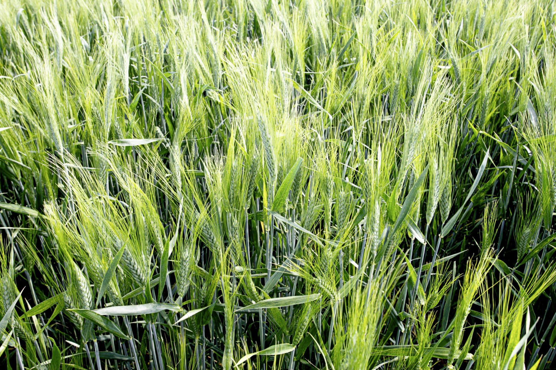 Le blé dur cherche un second souffle - Le Betteravier français