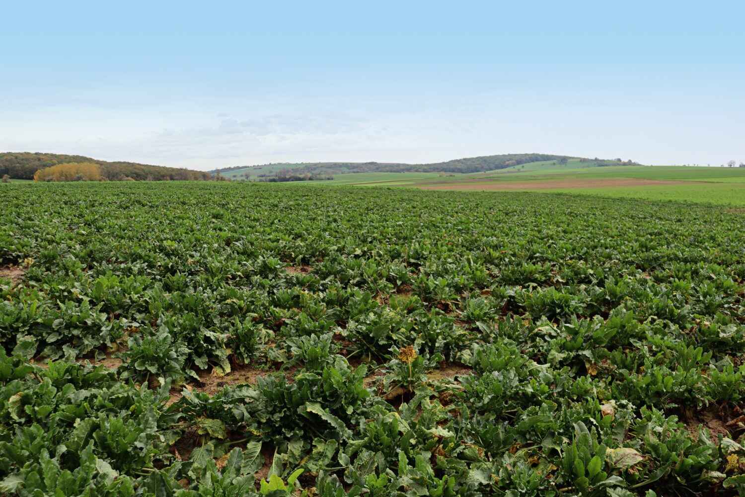 La betterave pour diversifier les cultures - Le Betteravier français