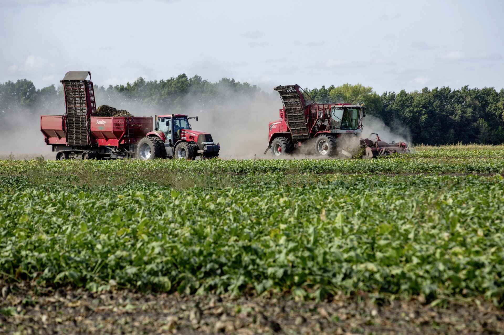 Malgré la guerre, Astarta produira 282 000 tonnes de sucre - Le ...