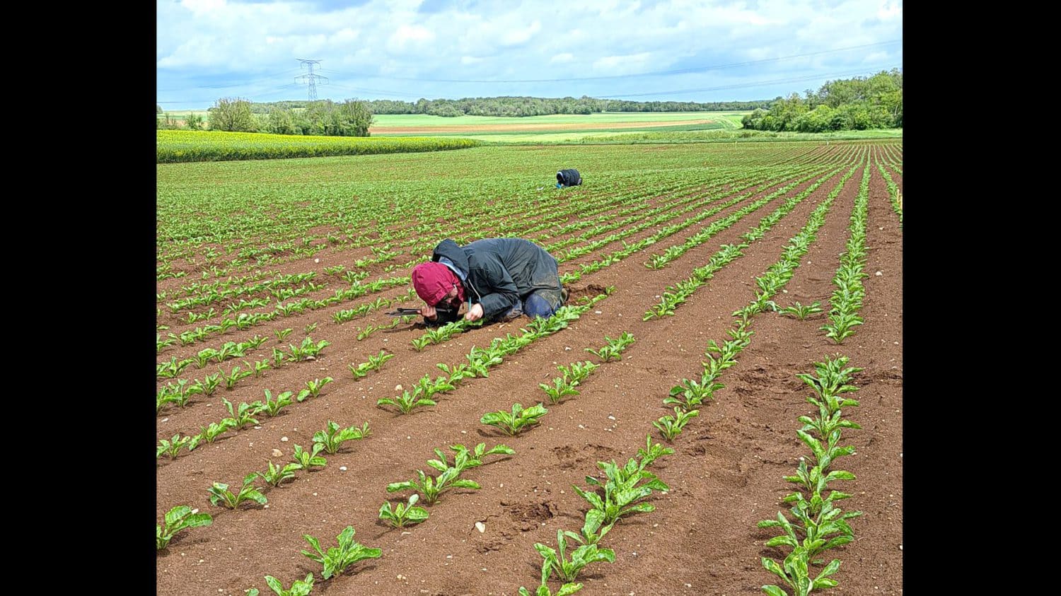 Agriodor lève 5 millions d’euros pour lutter contre les pucerons - Le ...