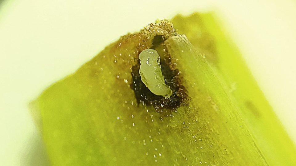 Lixus juncii : résultats des expériences 2023 - Le Betteravier français