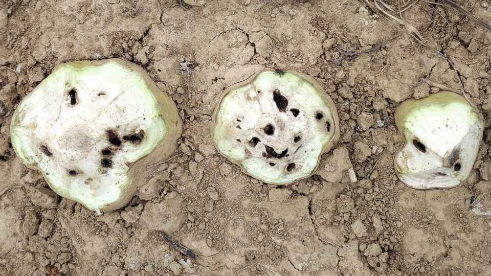 Lixus juncii : résultats des expériences 2023 - Le Betteravier français