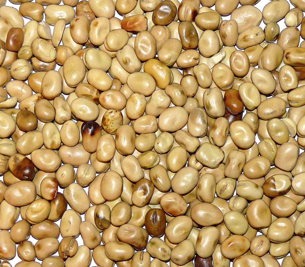 La régularité du rendement en priorité - Le Betteravier français