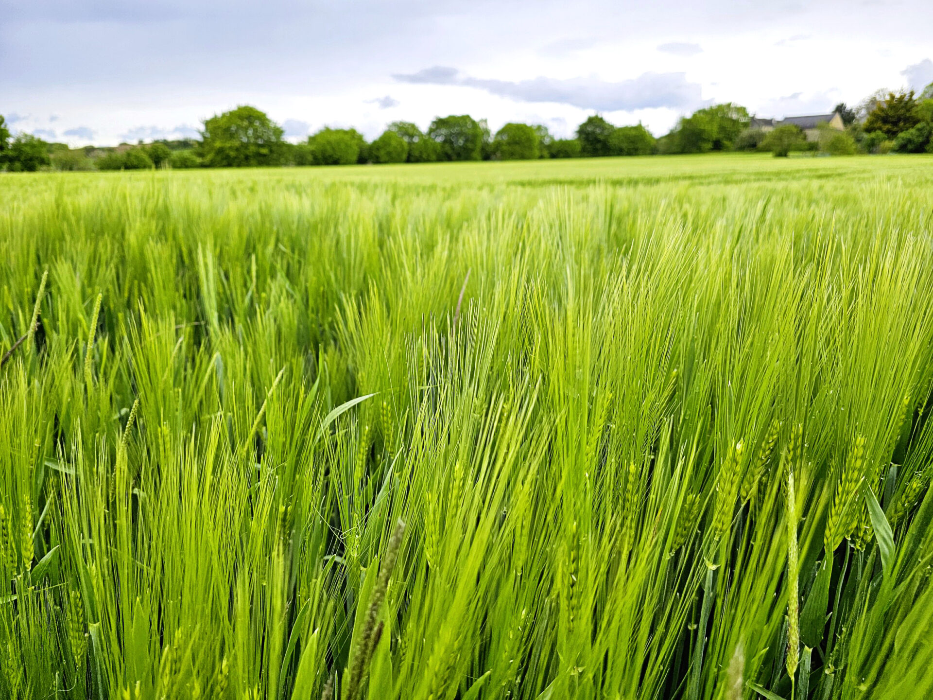 Orges brassicoles : Trouver le juste équilibre pour décarboner - Le ...