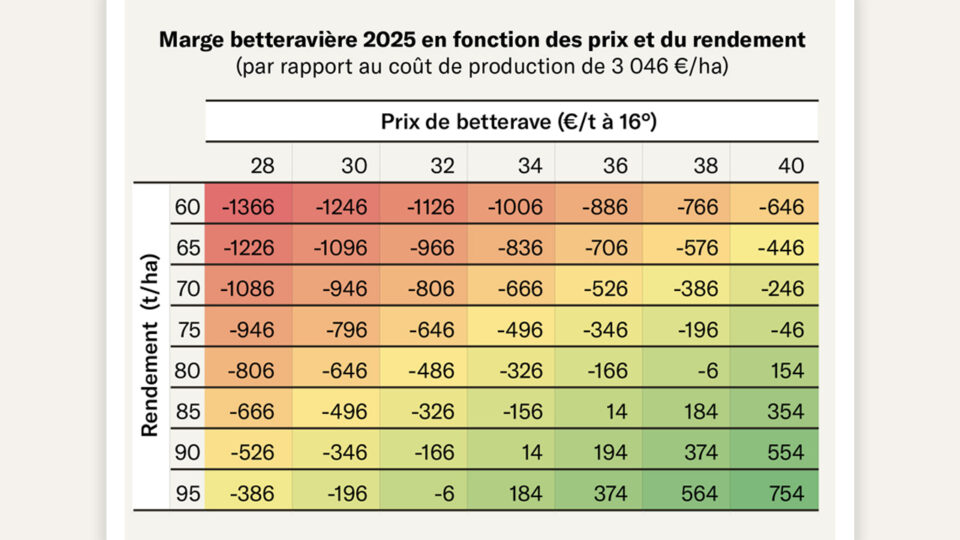 Rendements et prix des betteraves : un bilan 2024 décevant