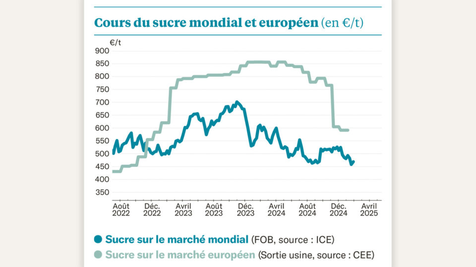 Sucre : un cours mondial bien fébrile