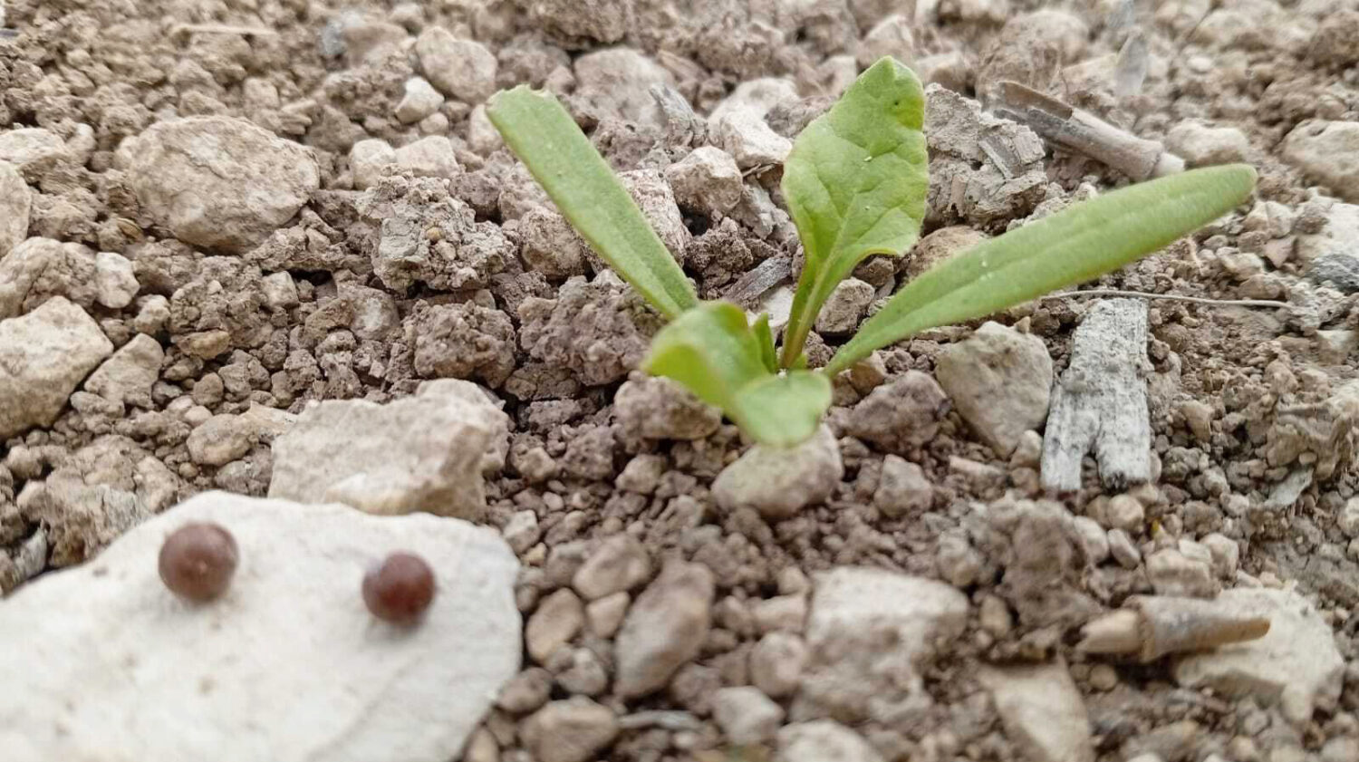 Agriodor : poursuivre l’expérimentation pour obtenir des références ...