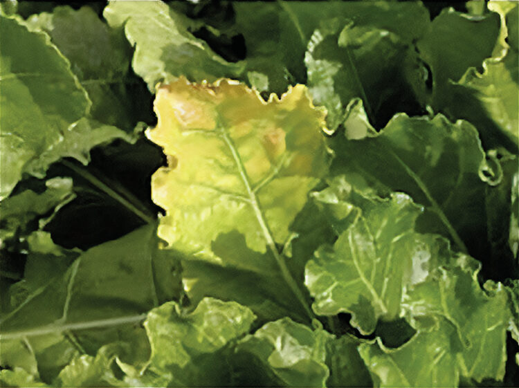 Jaunisse de la betterave 2025 : BYV et BChV dominants en plaine